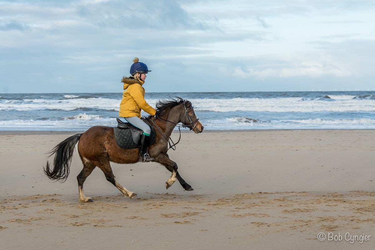 Beach Rides - Hot to Trot School of Equitation