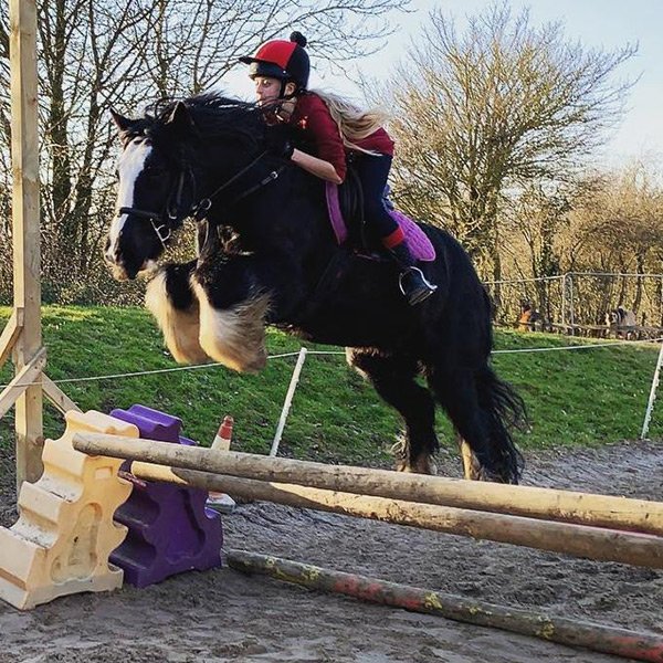 Sales Livery - Hot to Trot School of Equitation